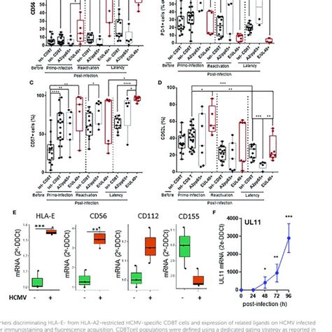 Human Cytomegalovirus Hcmv Life Cycle Hcmv Enters The Cell Through