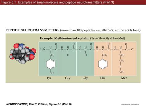 Ppt Figure 6 1 Examples Of Small Molecule And Peptide Neurotransmitters Powerpoint