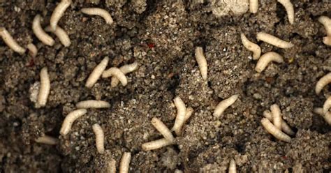 Worms And Vermicomposting