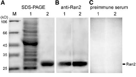 Western Blot Analysis Of Ran2 In Arabidopsis Seedlings A Soluble