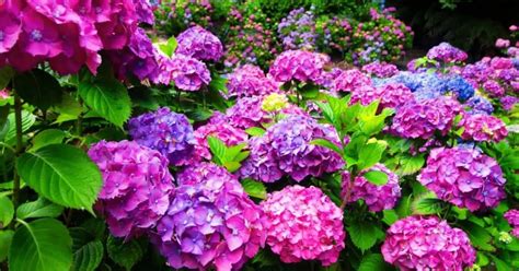 20 Flowering Trees To Grow In Indiana Incl Purple Blooms