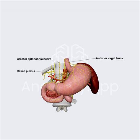 Innervation Of Duodenum Anatomy App