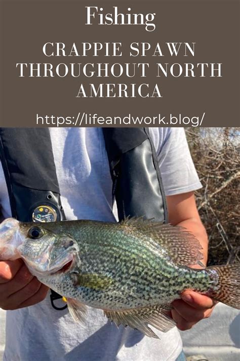 Crappie Spawn Throughout North America Crappie Spawn Throughout North America