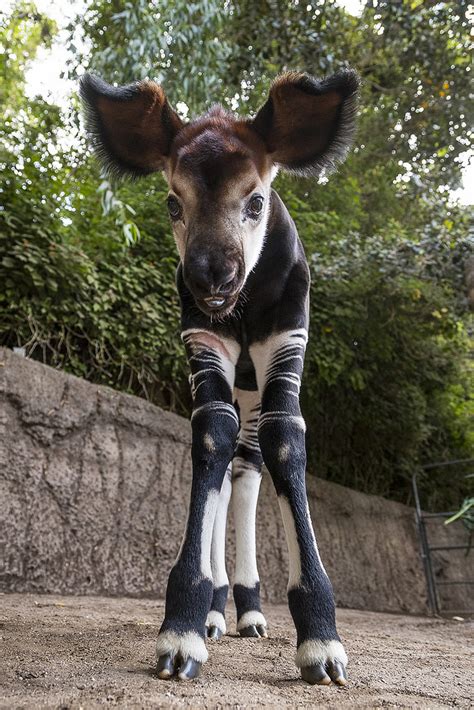 213 Best Okapi Images On Pholder Aww Nature Is Fucking Lit And