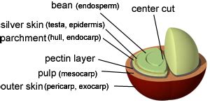 Coffee Processing And What It Means Dark Matter Coffee