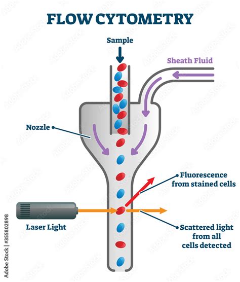 Flow Cytometry Vector Illustration Labeled Measurement Instrument Scheme Stock Vector Adobe