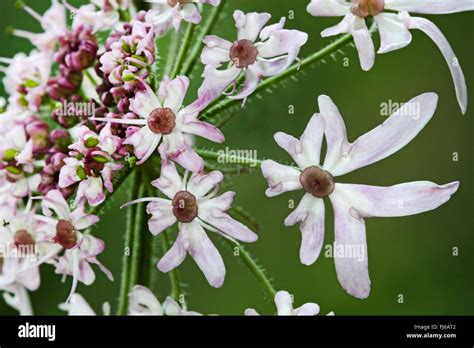 Cow Parsnip Common Hogweed Hogweed American Cow Parsnip Heracleum Sphondylium Flowers