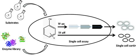 Genetic Enzyme Screening System The Circuit Consists Of 1 The Target