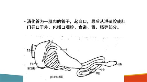 鱼类内部构造 鱼类消化系统的构造特征pptx 人人文库