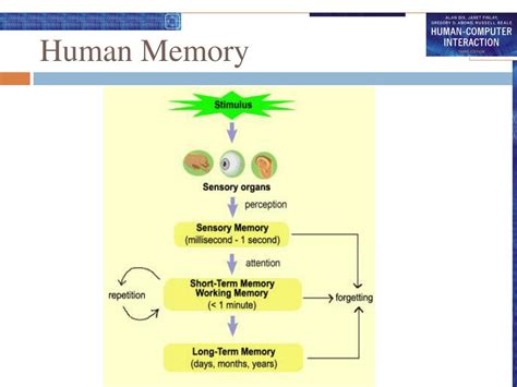 PPT HUMAN PowerPoint Presentation Free Download ID 2643072