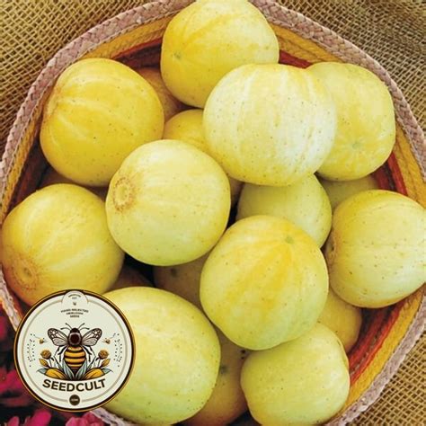 Lemon Cucumber Seeds Etsy