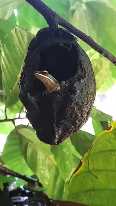 A Frog Taking Advantage Of Black Pod Disease Blackpod Cocoapod