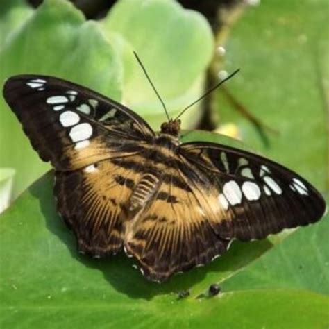 3 How To Use Labelme For Image Annotation A Comprehensive Guide Ai Researcher