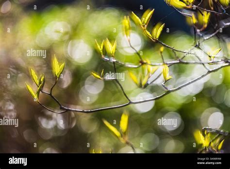 delicate new green leaves unfurl on branches catching sunlight in