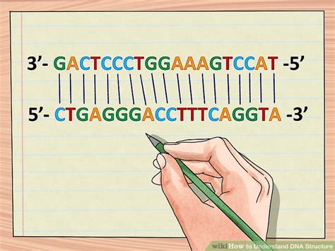 How To Understand DNA Structure 10 Steps With Pictures