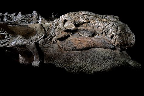 This Dinosaur Is The Most Impressive Fossil Weve Ever Seen