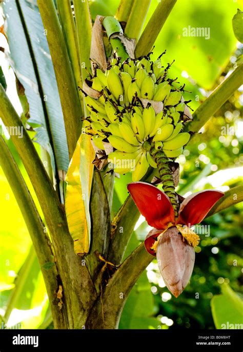 Costa Rica Wild Banana Tree And Flower Blossom In Rainforest Pacurare