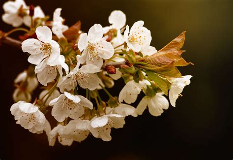 beautiful, bloom, blooming, blossom, blossoms, blur, branch, bright ...