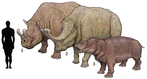 Ancient Mammals Megacerops And Embolotherium