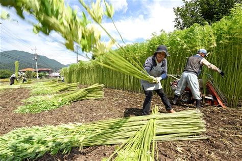 厳しい暑さの中、麻の収穫 鹿沼 きたかんナビ