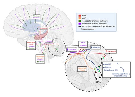 Cerebellar Nuclei