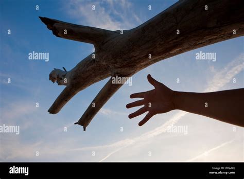 Hand Branch Hi Res Stock Photography And Images Alamy