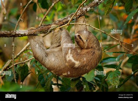 Brown Throated Sloth Bradypus Variegatus Species Of Three Toed Sloth