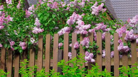 Что посадить вдоль забора на даче 6 неприхотливых цветущих растений Цветы во дворе Цветущие