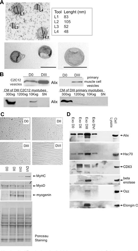 Figure 2 From Identiﬁcation And Characterization Of The Nano Sized Vesicles Released By Muscle