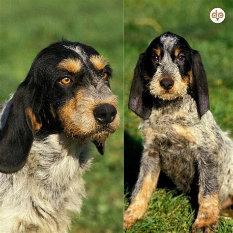 Spanischer Wasserhund Hunderasse Charakter And Pflege