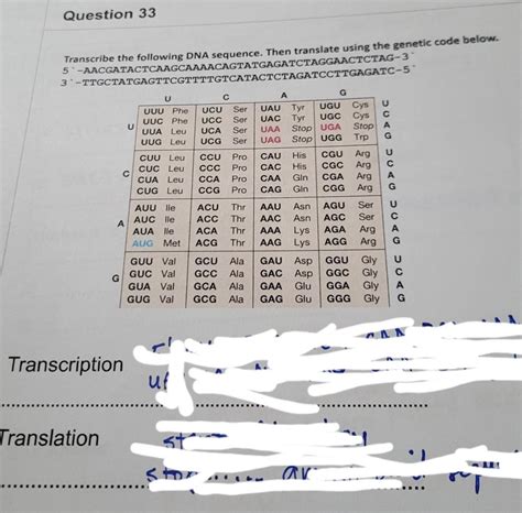 Solved Question Transcribe The Following DNA Sequence Chegg