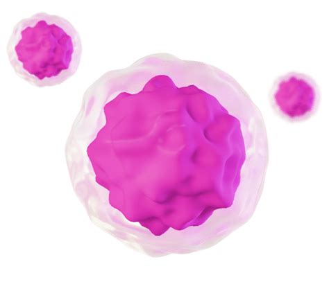 Stem Cells Mexico Stem Cell Mexico