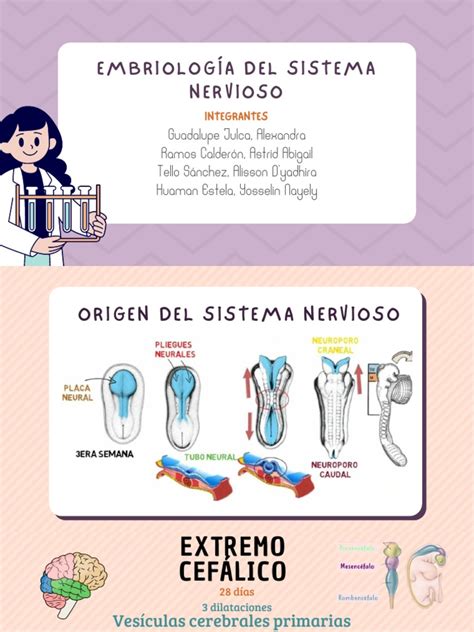 Embriologia Del Sistema Nervioso Pdf