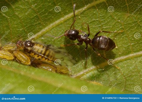 The Symbiotic Relationship Between Ants And Aphids Macro Photography