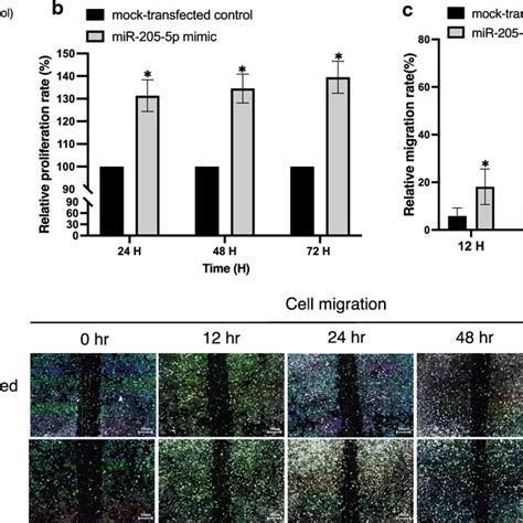 Somchai Pinlaor Professor Phd Khon Kaen University Khon Kaen Kku Department Of