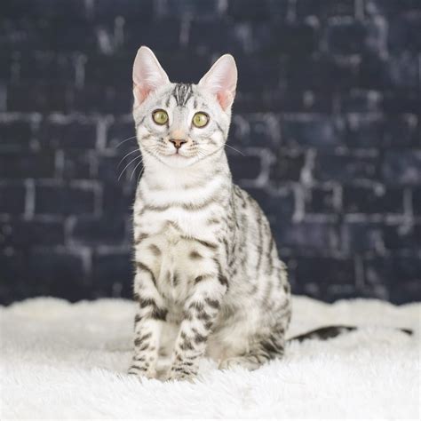 Silver Bengal Cat Facts And Kittens Minnesota Breeder