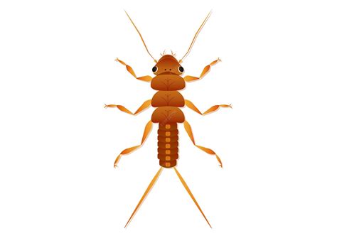 Premium Vector Stonefly Nymph Insect Vector Art Isolated On White Background