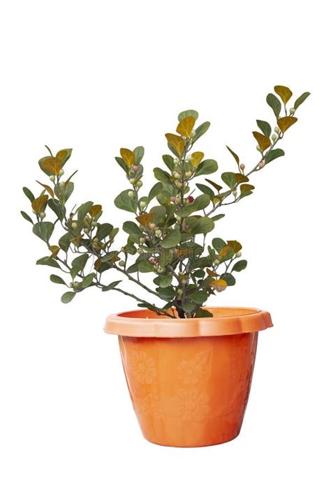 Mistletoe Fig Ficus Deltoidea Jack Growing In Plastic Pot Isolated On White Background Stock