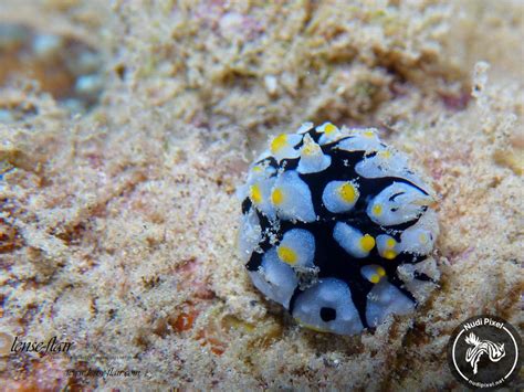 Photo By Daniel Pikarski Of Species Phyllidia Rueppelii Taken In