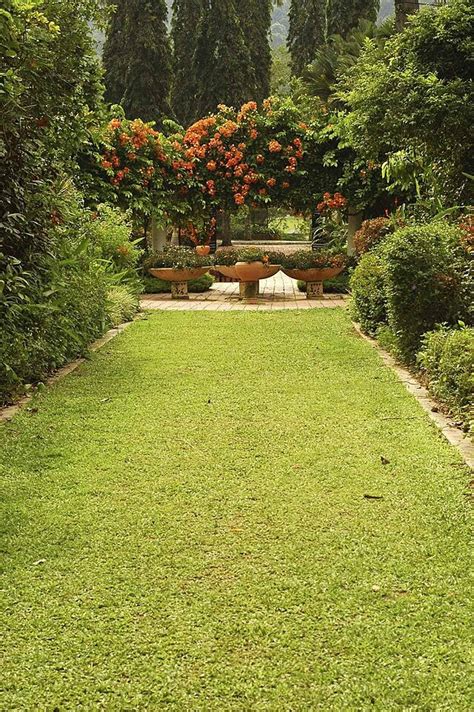 Tropical Garden Garden Flower Trees Photo Background And Picture For