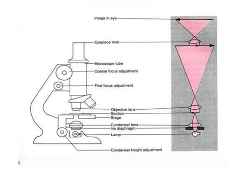 solution microscope advantage and disadvantage full describe notes pdf