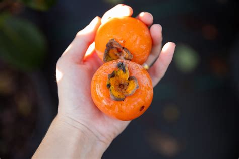 Deer Candy Persimmon Tree Collection Early Mid Drop Chestnut Hill