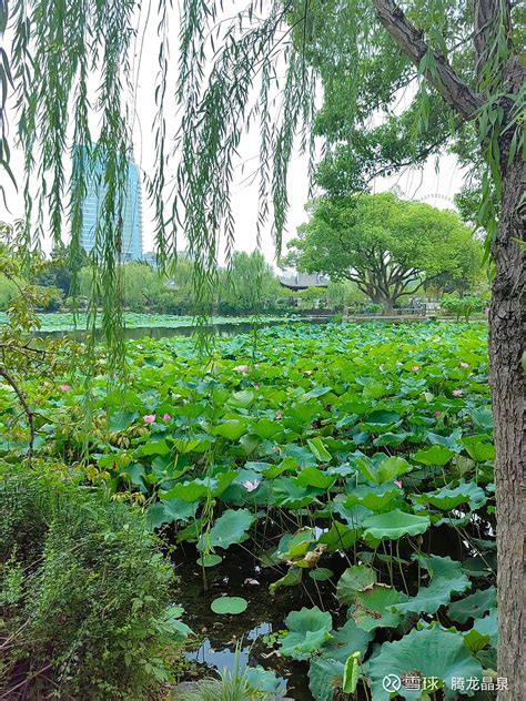 做法不同，结果便不同，所有的行为都应该在预计中展开 雪球