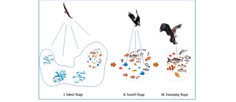The Behavior Of Bald Eagles During The Three Stages Of Hunting