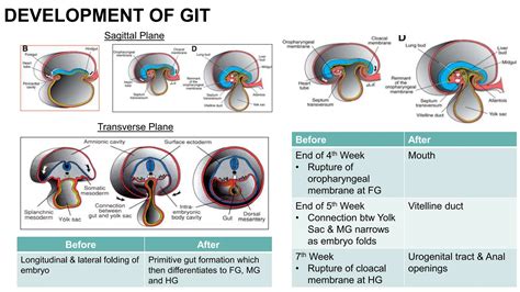 Git Development Summary Embroyology Pptx
