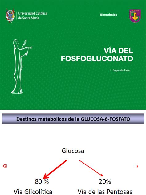 1f 5t Via De Las Pentosas Fosfato 2023 Pdf Nicotinamida Adenina Dinucleótido Fosfato