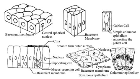 Tissues Definition Types Structure Examples Biology Notes Online