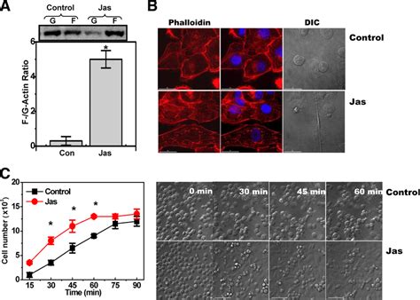 Actin Polymerization Increases Cell Adhesion A Ht1080 Cells Were Download Scientific Diagram