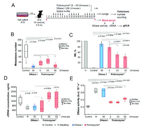 The Effect Of Pulmozyme ® And Dnase I At Intramuscular Administration Download Scientific