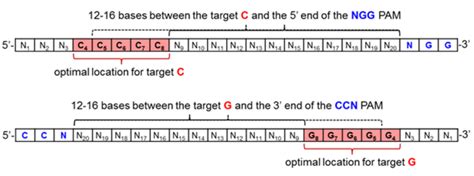 Guidelines For Base Editing In Mammalian Cells · Benchling